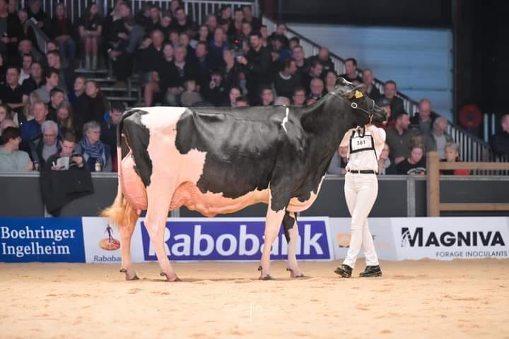 Charitymandaughter champion at Holland Holstein Herds 2023!