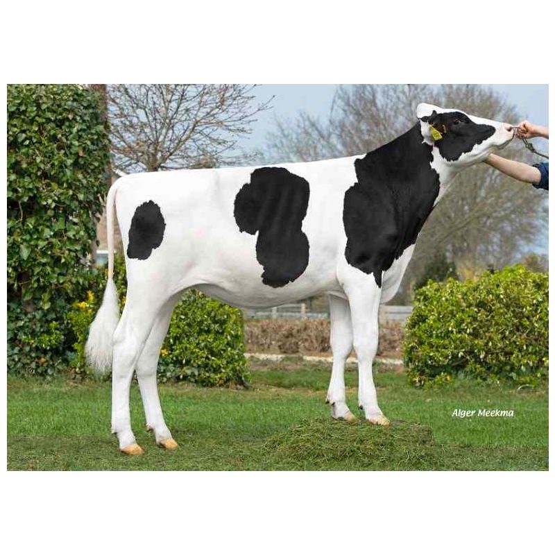 Kik Mitchie | K.I. Kampen