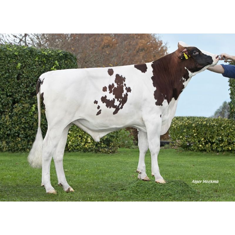 Kik Solam | K.I. Kampen