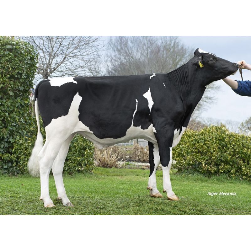 Weinterper Wobbe | K.I. Kampen