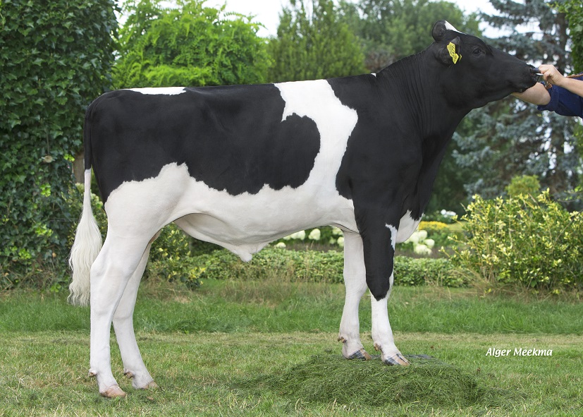 Holstein Friesian Bull