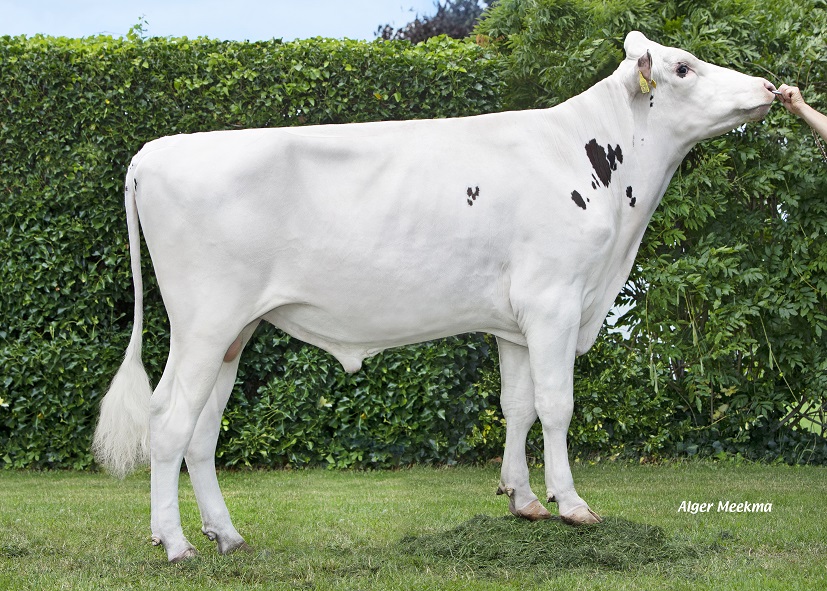 New genomics Red and White bull: Polled and topindex!