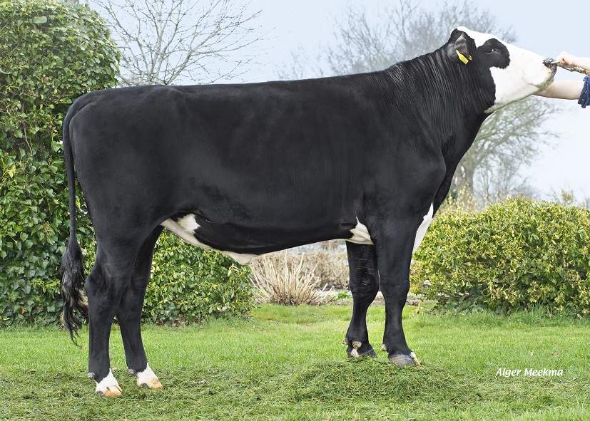 First polled A2A2 Groninger Blaarkop ai bull: available now!