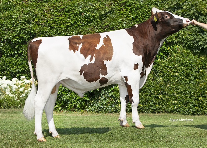 New genomic testbulls at K.I. Kampen!